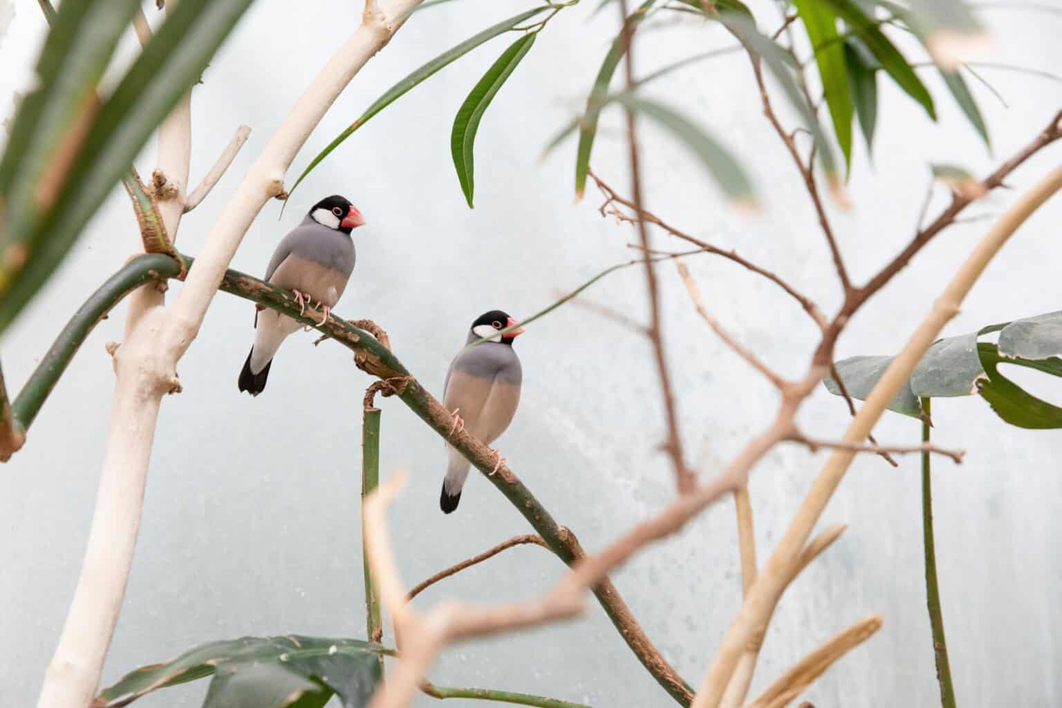 How to Attract Wild Birds to Your Yard Year-Round - Neighborhood Feed